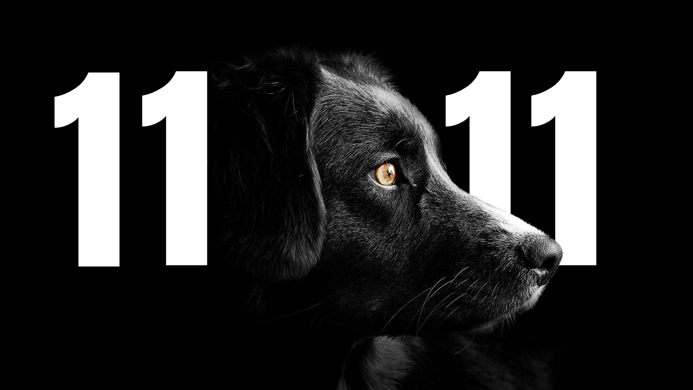 Unsung Heroes: The Dogs of War: A Tribute to Our Four-Legged Combatant ...