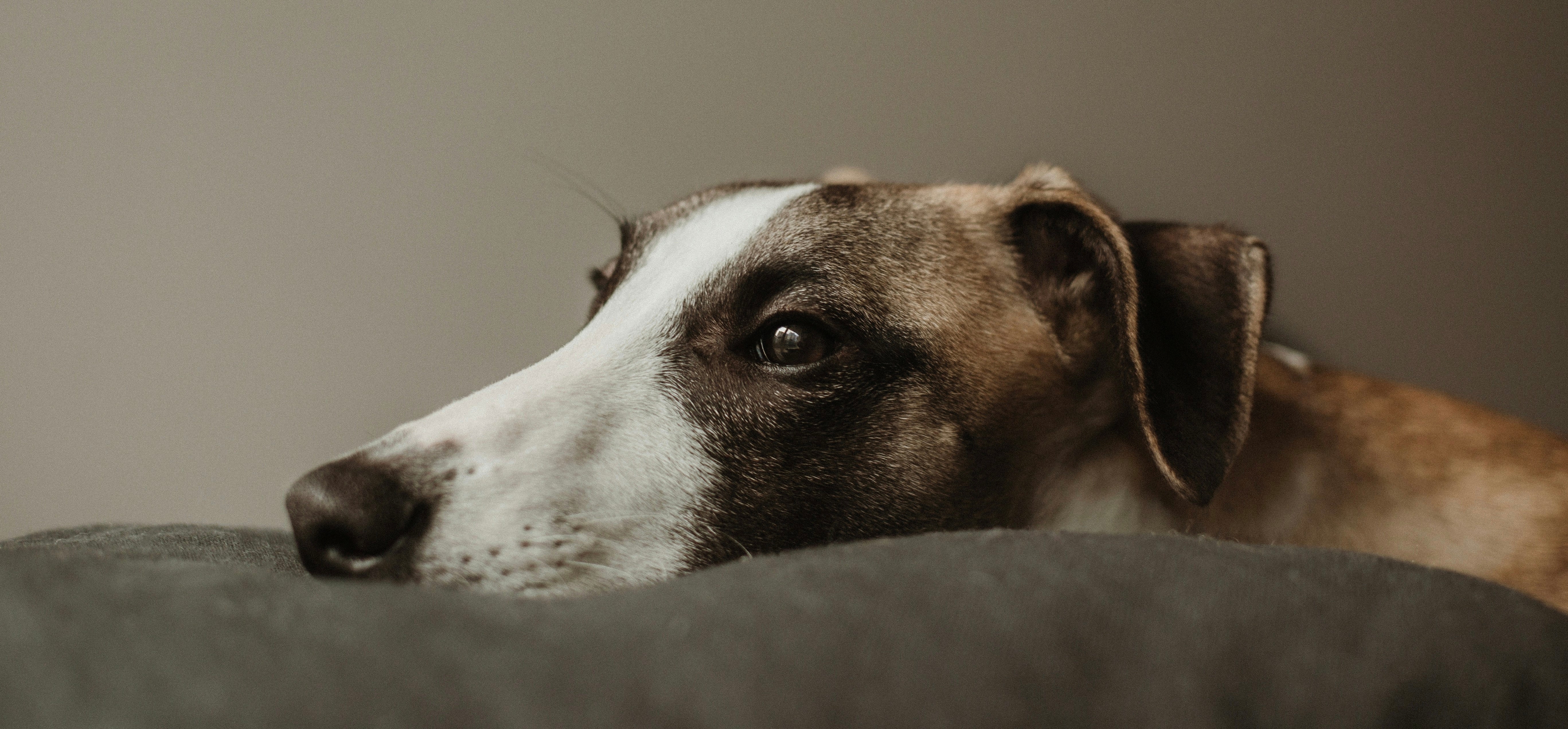 The Significant Benefits of Orthopaedic Dog Beds – Hixx Ltd