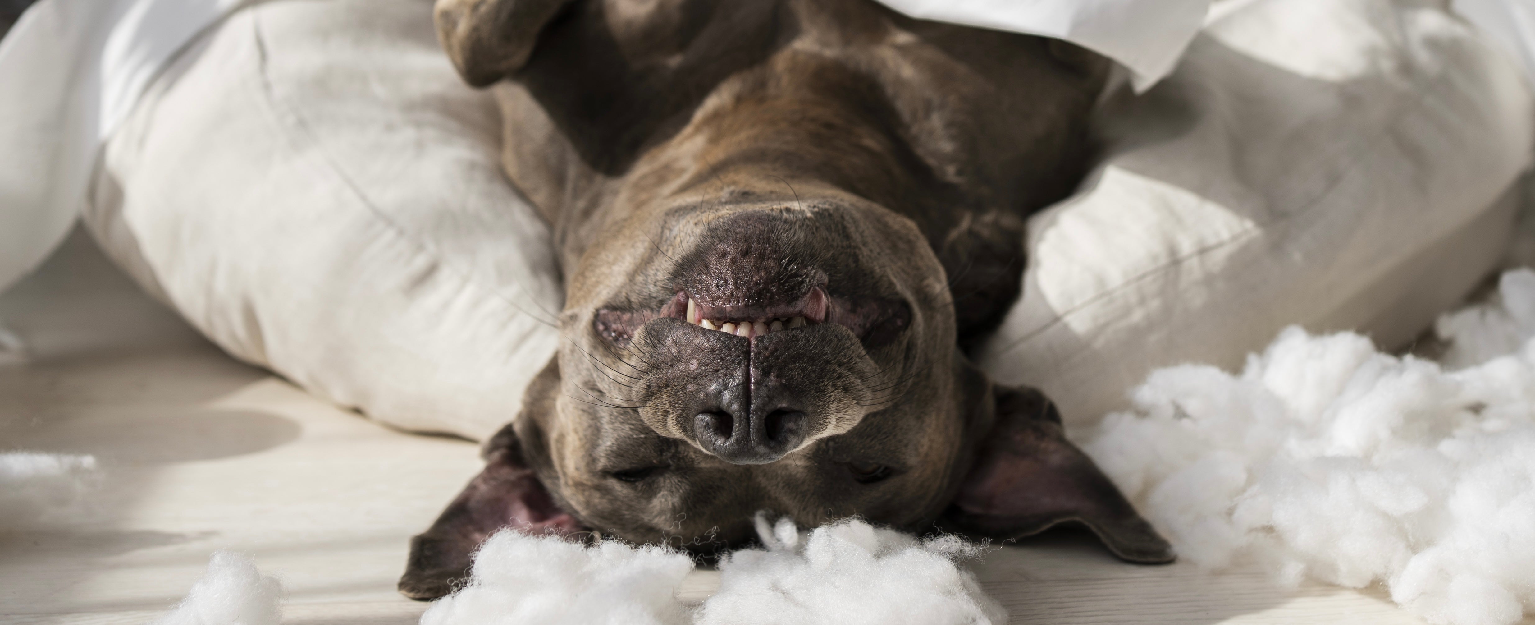 Why Do Dogs Chew Beds? – Hixx Ltd